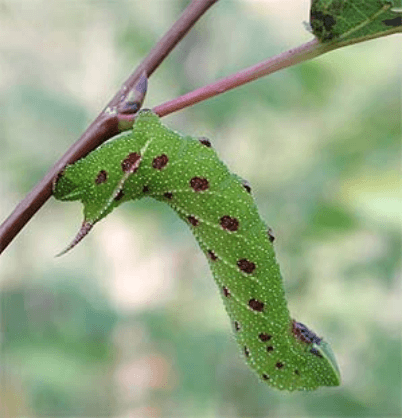 Preserving insects and related arthropods | OSU Extension Service