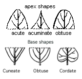 Vegetative plant parts | OSU Extension Service