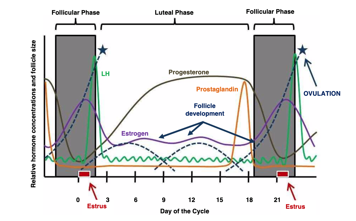 Basics of reproductive function in beef cows | OSU Extension Service