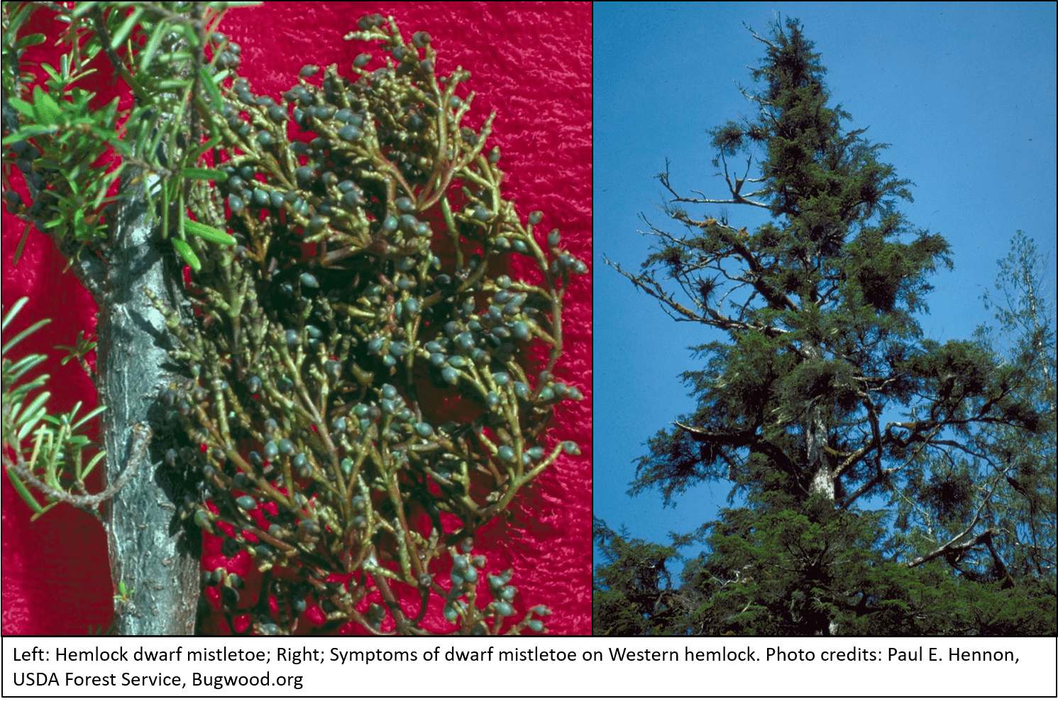 Mistletoe's effects on trees vary by type | OSU Extension Service