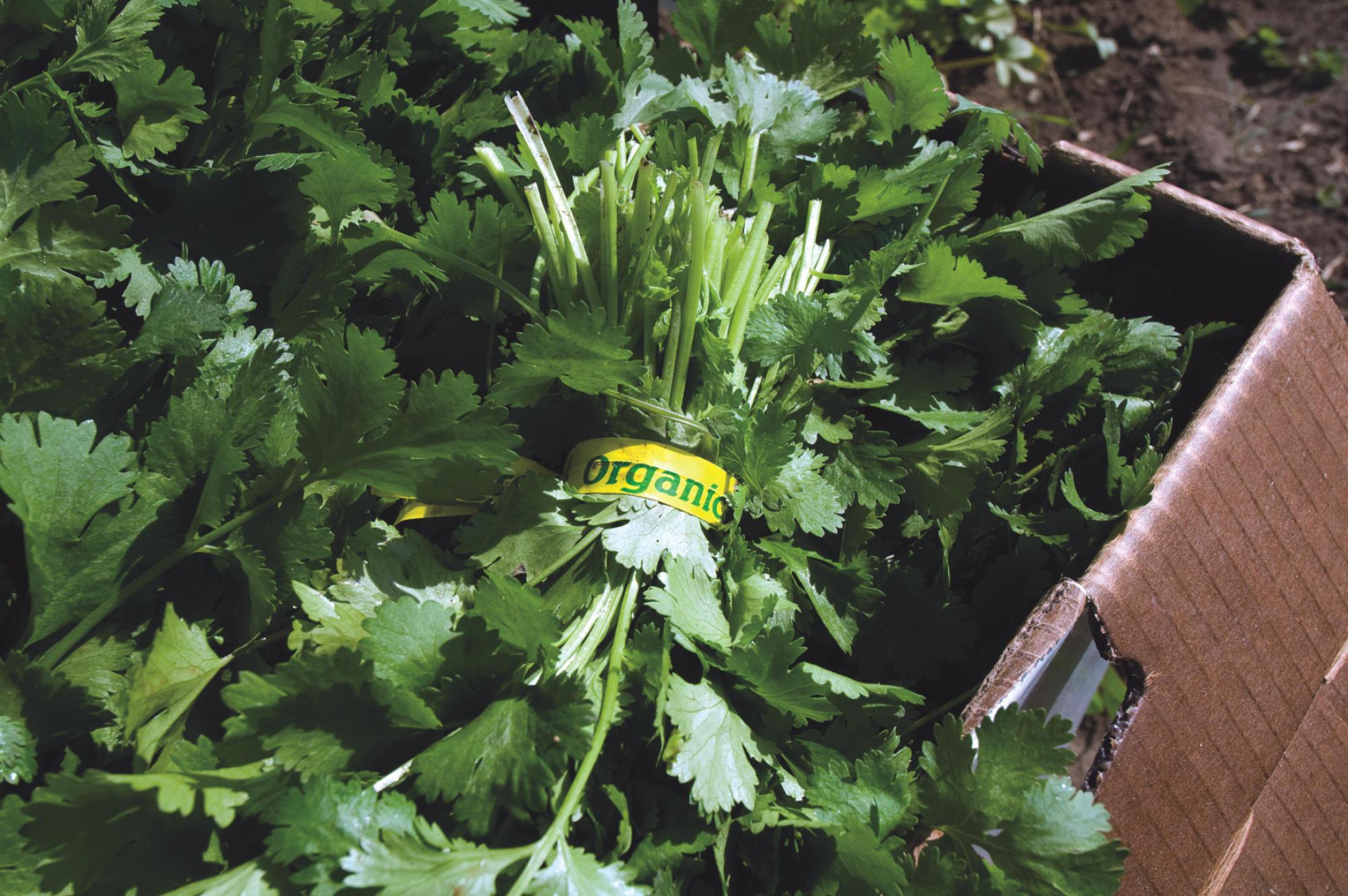 How to grow cilantro for leaves — or coriander seeds | OSU Extension ...
