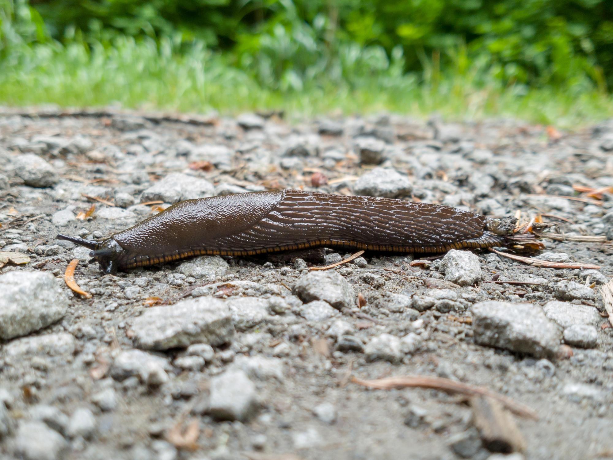 Fall and spring are prime times to battle garden slugs | Servicio de ...