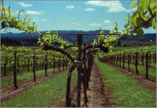 How Plant Grape Trellis Plans Growing Table Grapes | OSU Extension