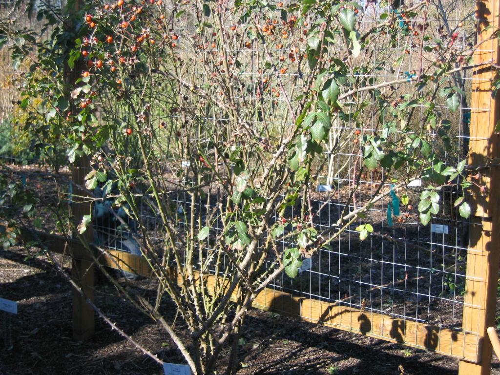 Pruning roses | OSU Extension Service