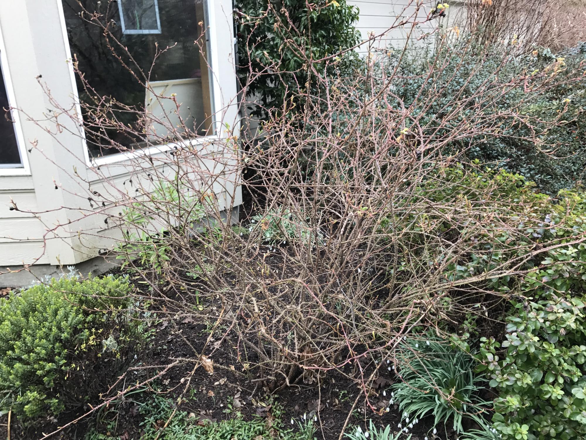 Pruning roses | OSU Extension Service