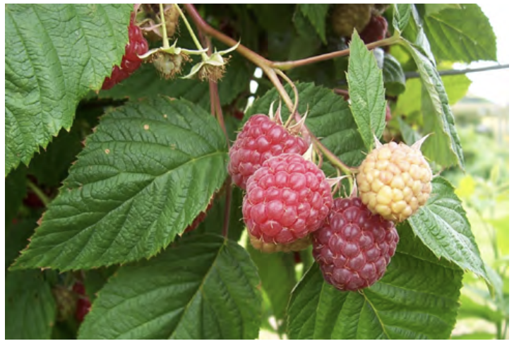 Raspberry cultivars for the Pacific Northwest | OSU Extension Service