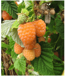 Raspberry cultivars for the Pacific Northwest | OSU Extension Service