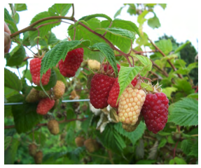 Raspberry cultivars for the Pacific Northwest | OSU Extension Service