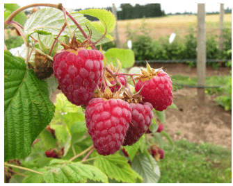 Raspberry cultivars for the Pacific Northwest | OSU Extension Service