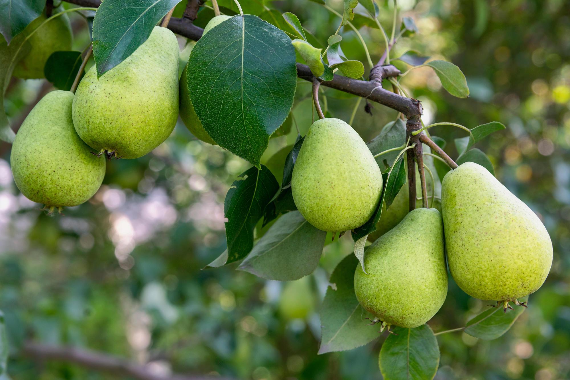 Are Asian and European pears compatible? | OSU Extension Service