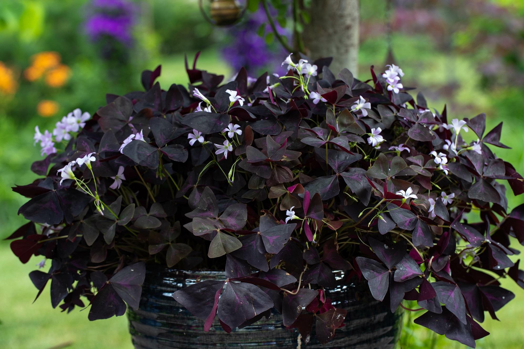 How to identify and care for false shamrock? | OSU Extension Service