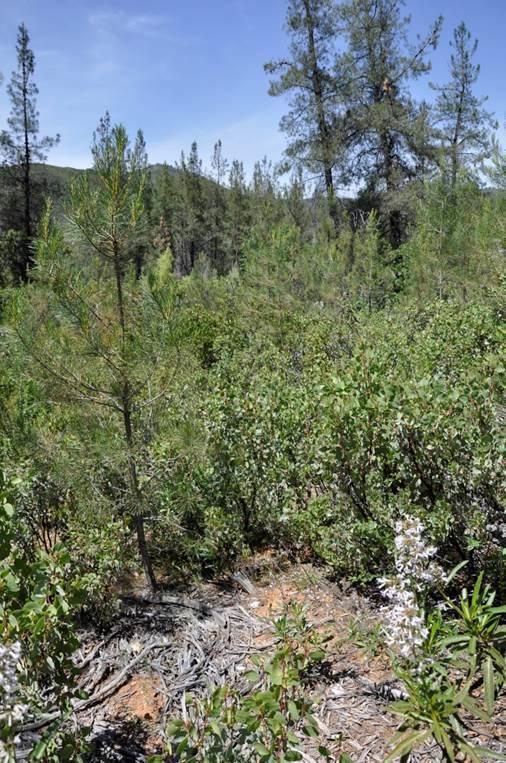 Keeping Your Home and Property Safe from Wildfire | OSU Extension Service