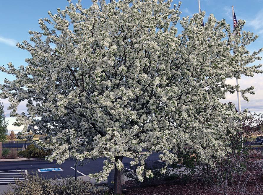 Fire-resistant plant profiles: Trees | OSU Extension Service