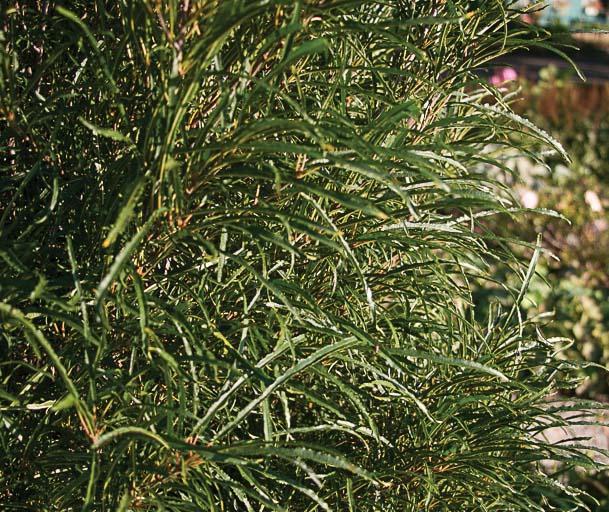 Fire-resistant plant profiles: Shrubs | OSU Extension Service