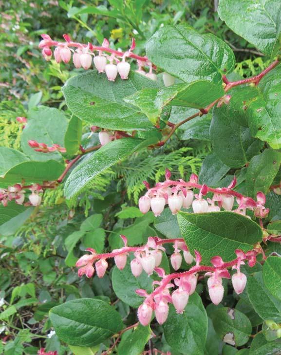 Fire-resistant plant profiles: Broadleaf evergreens | OSU Extension Service