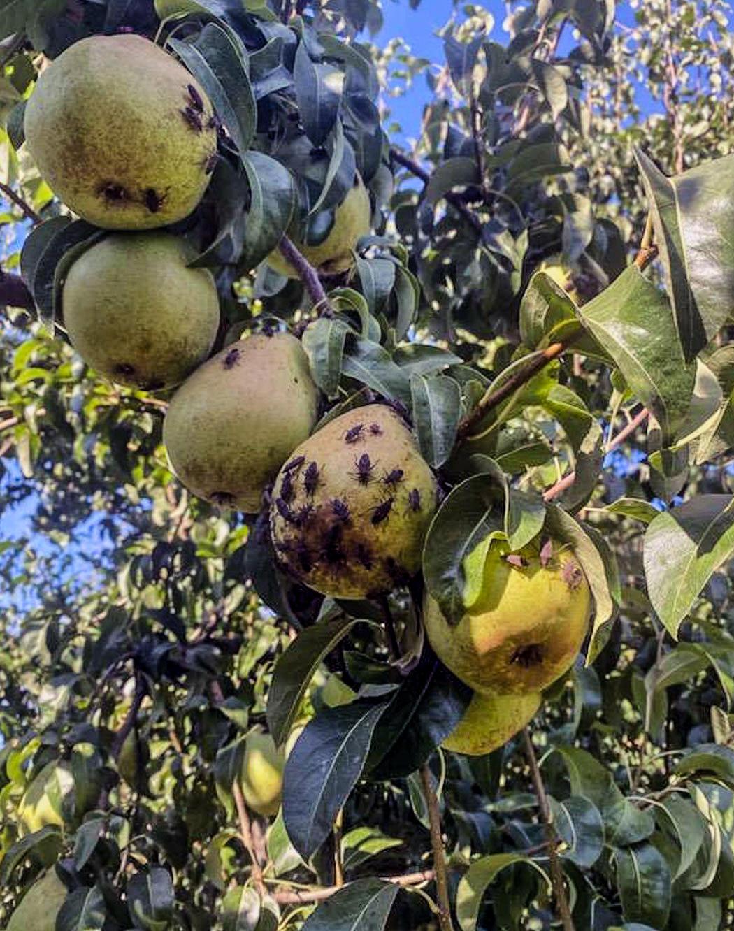 Western Boxelder Bug Feeding Damage in Pear | OSU Extension Service