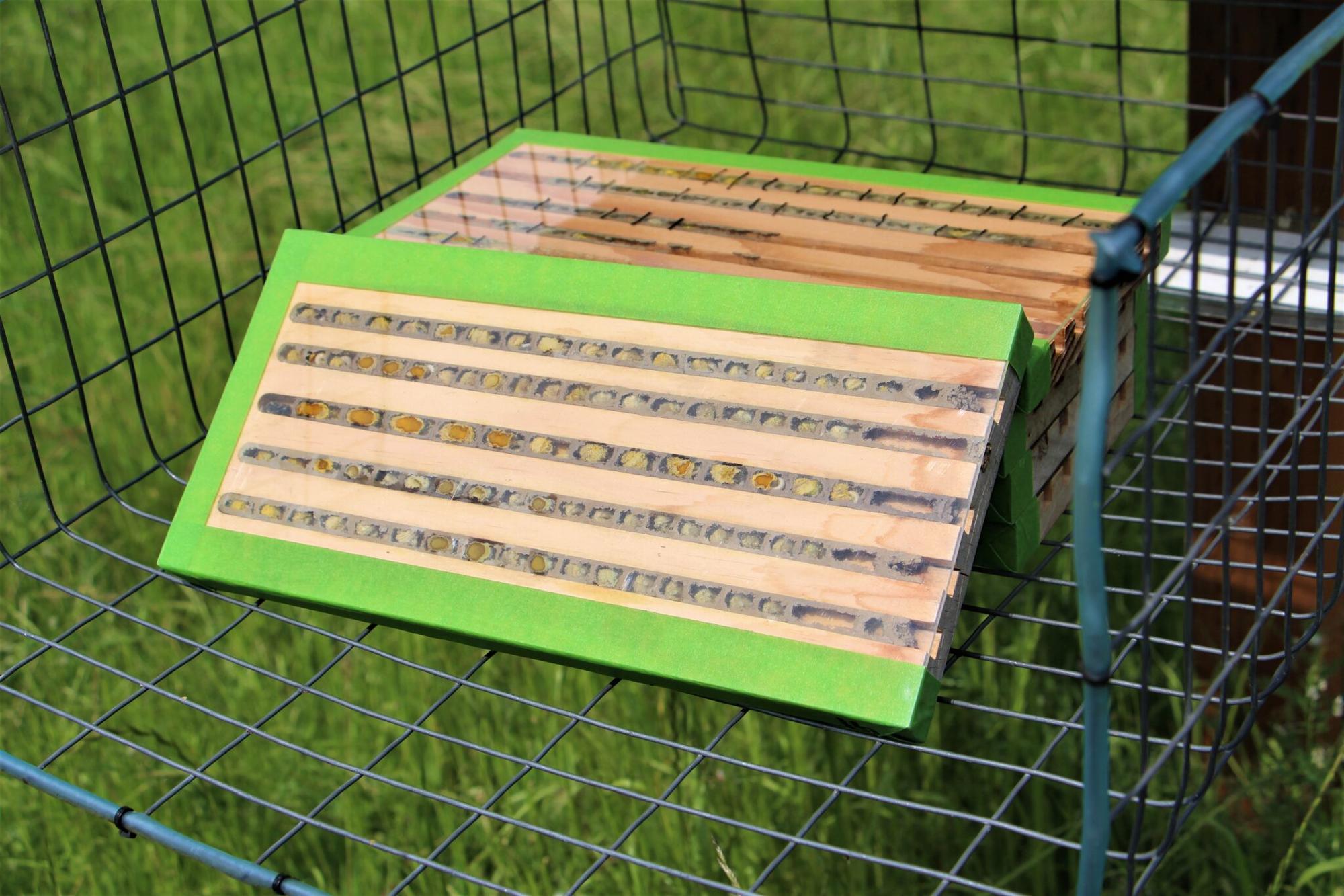 * The complete mason bee | OSU Extension Service