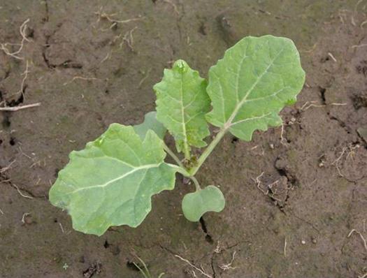 Oilseed crops: Canola | OSU Extension Service