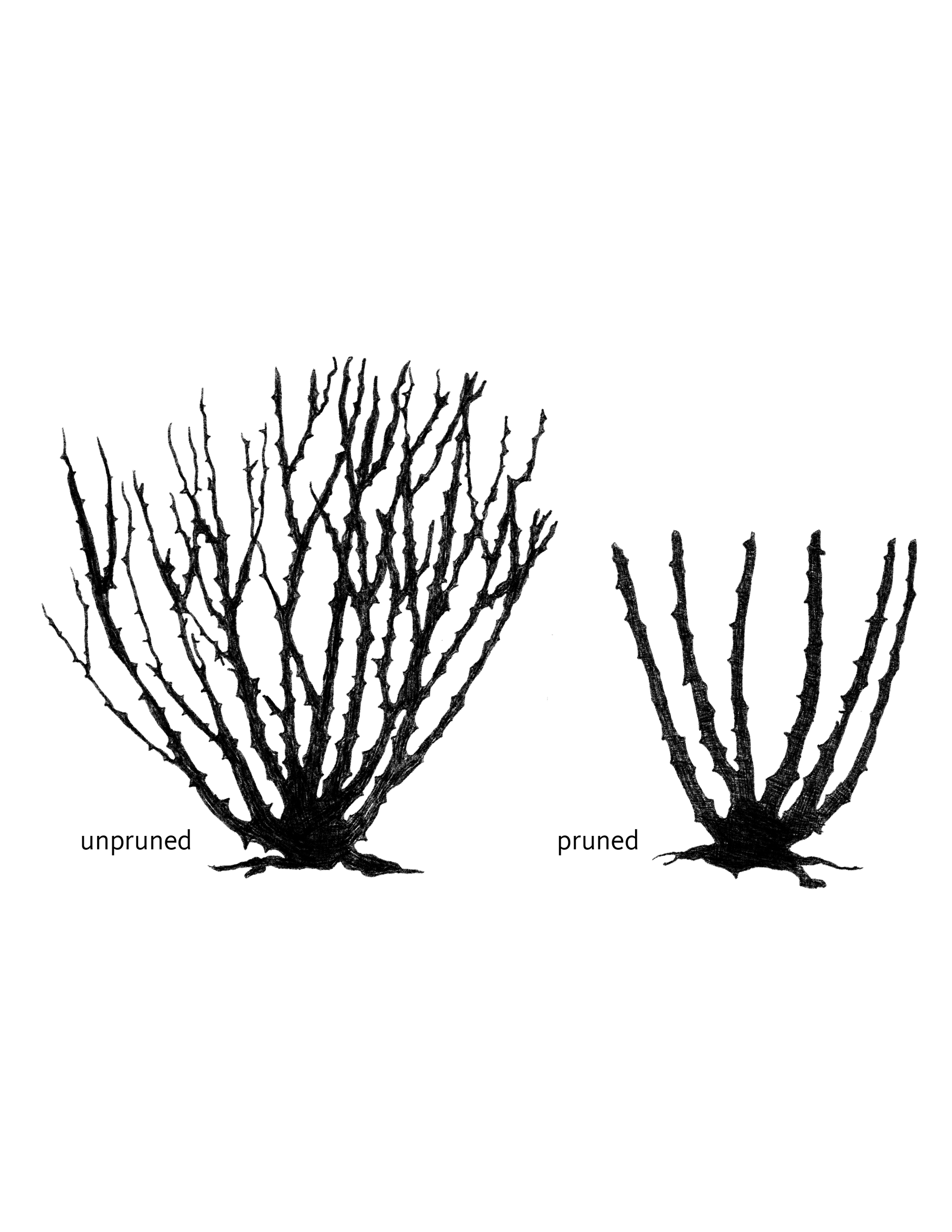 Pruning roses | OSU Extension Service