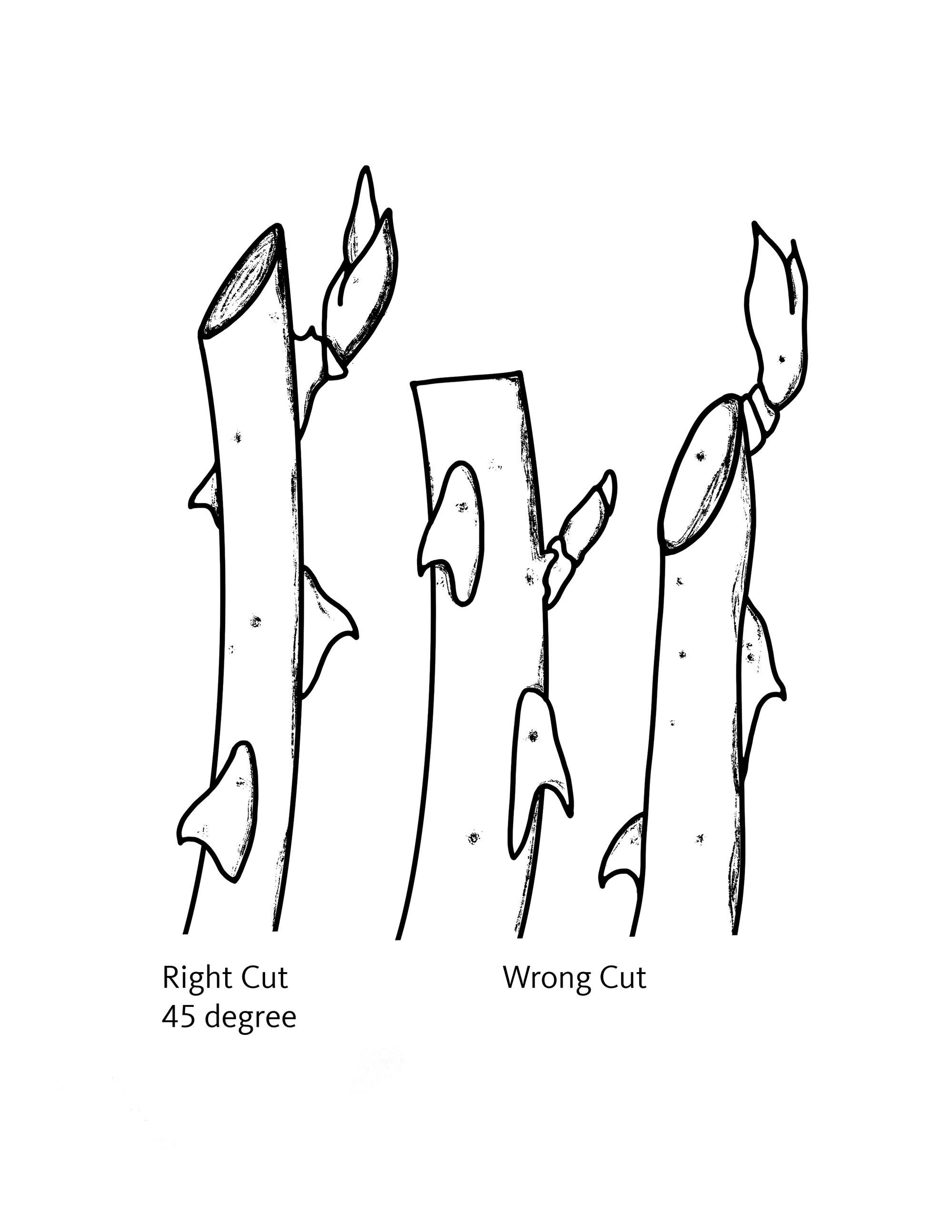 Pruning roses | OSU Extension Service