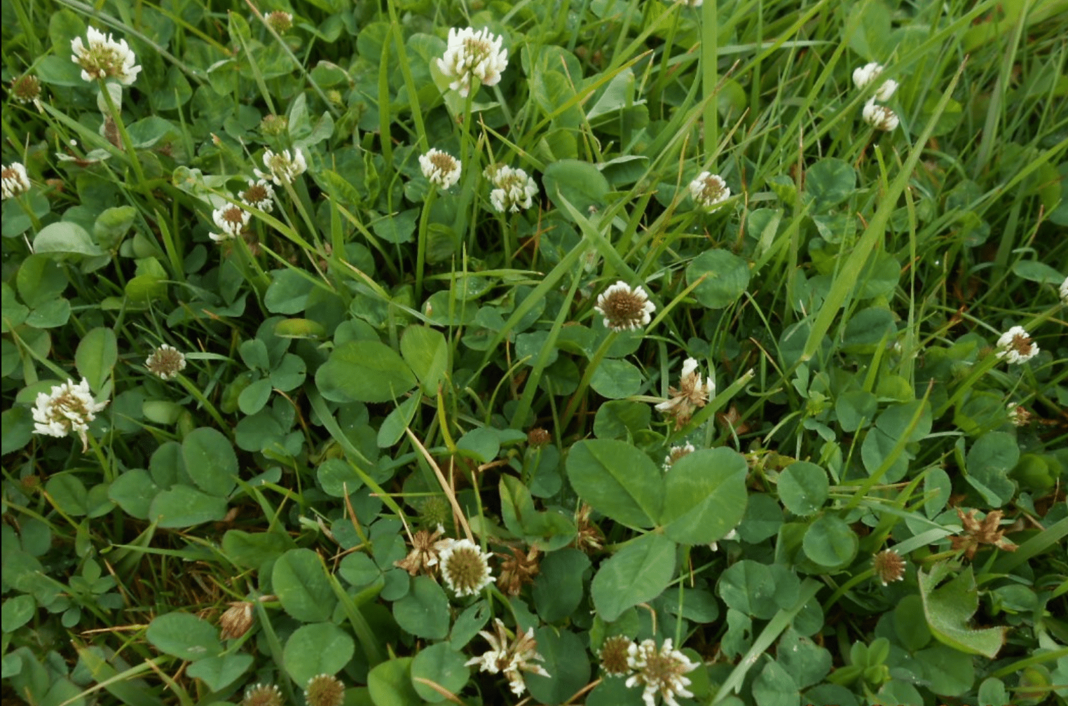 Common weeds found in Central Oregon in landscapes and lawns | OSU ...