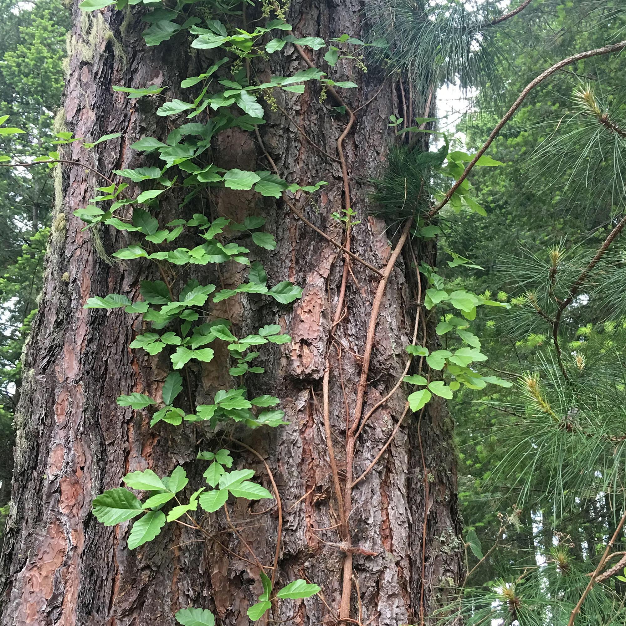 How to remove poison oak plants and treat a rash | OSU Extension Service