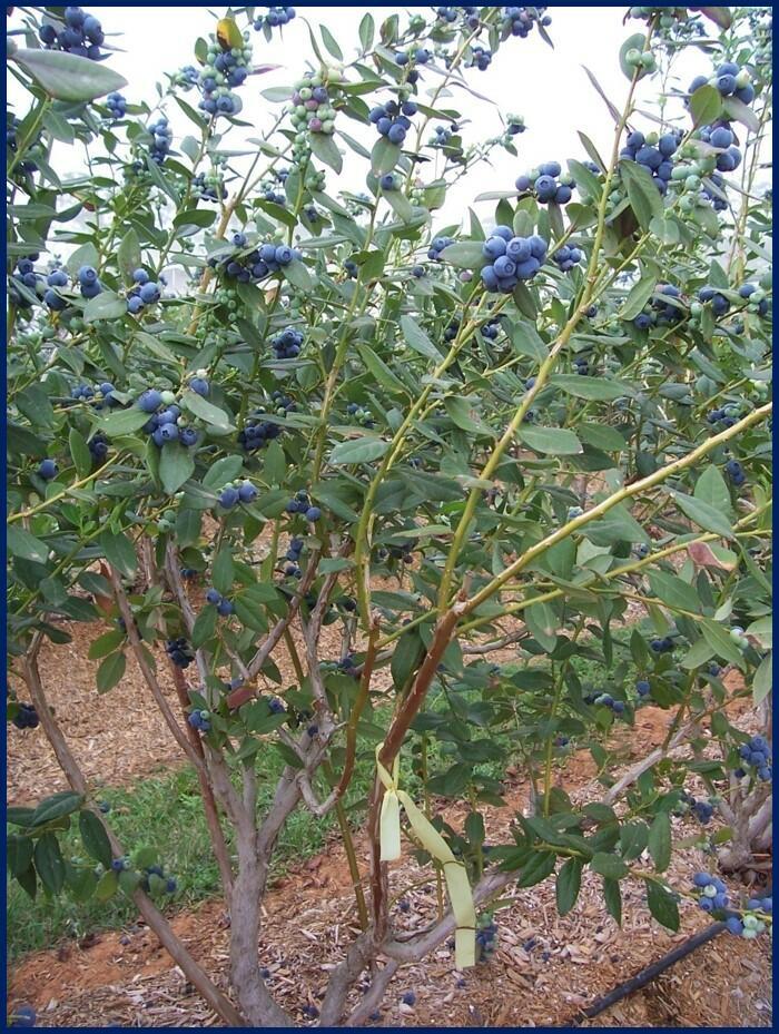 Growing blueberries in your home garden | OSU Extension Service