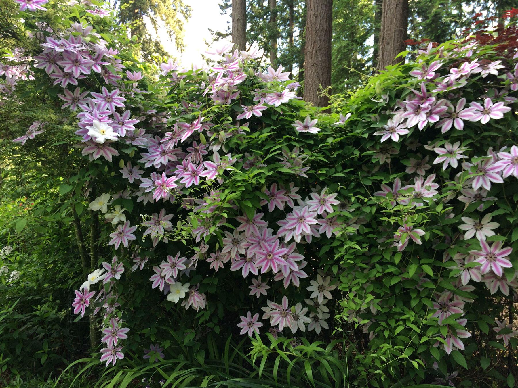 Clematis climb into a special place in the garden | OSU Extension Service