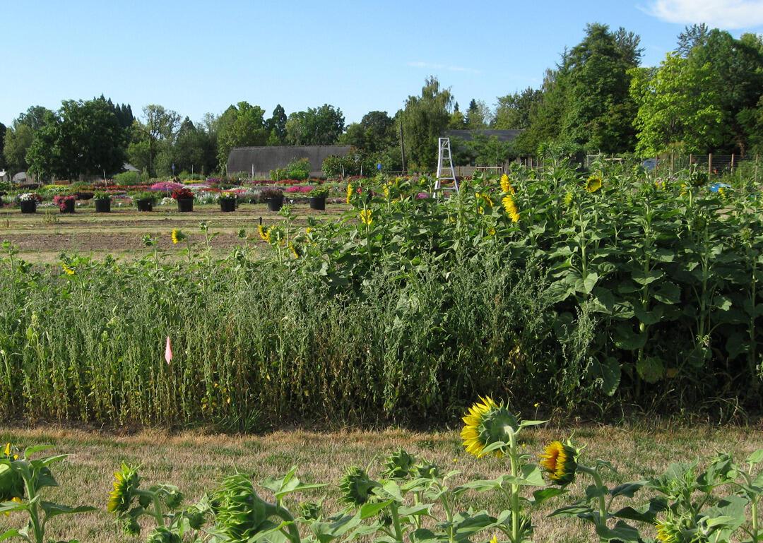 Interpreting compost analyses | OSU Extension Service