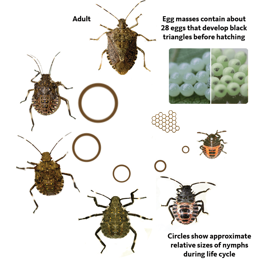 Identifying brown marmorated stink bug | OSU Extension Service