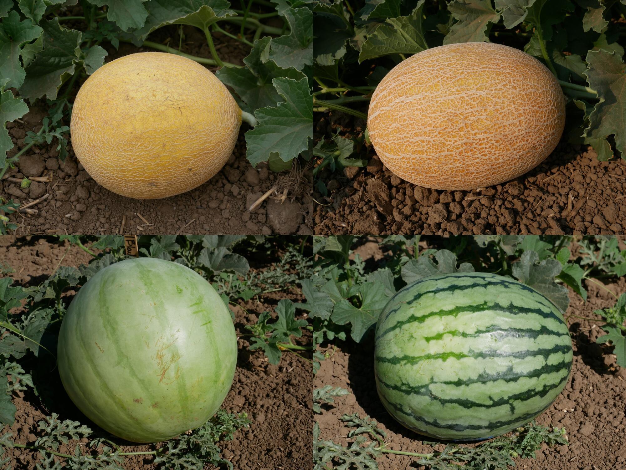 Dry-farmed melon and watermelon production in Western Oregon | OSU ...