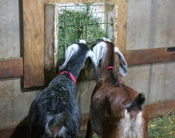 Nutrition and feeding for sheep and goats | OSU Extension Service