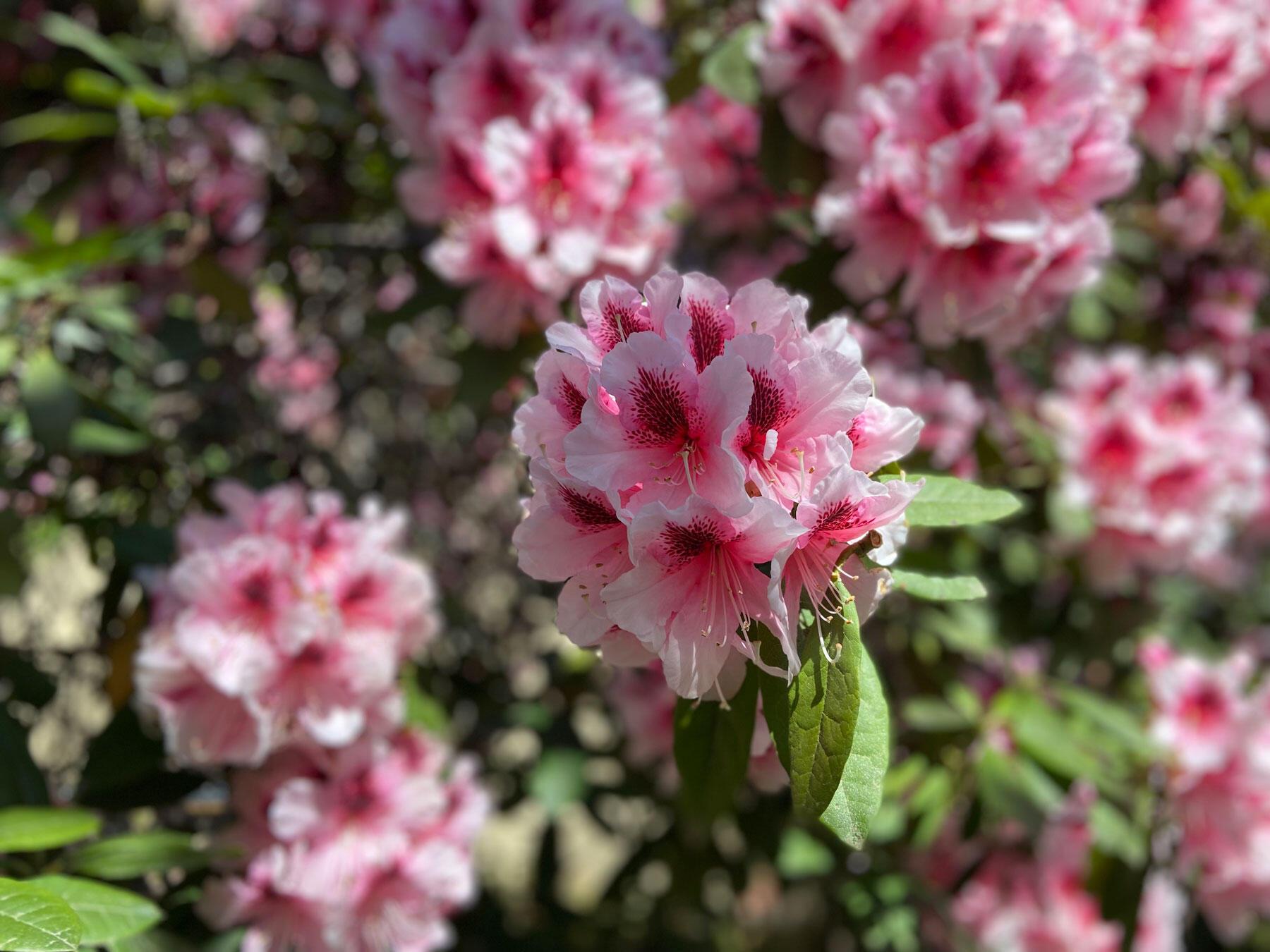 How to acidify soil for rhododendrons, azaleas and other acid-loving ...