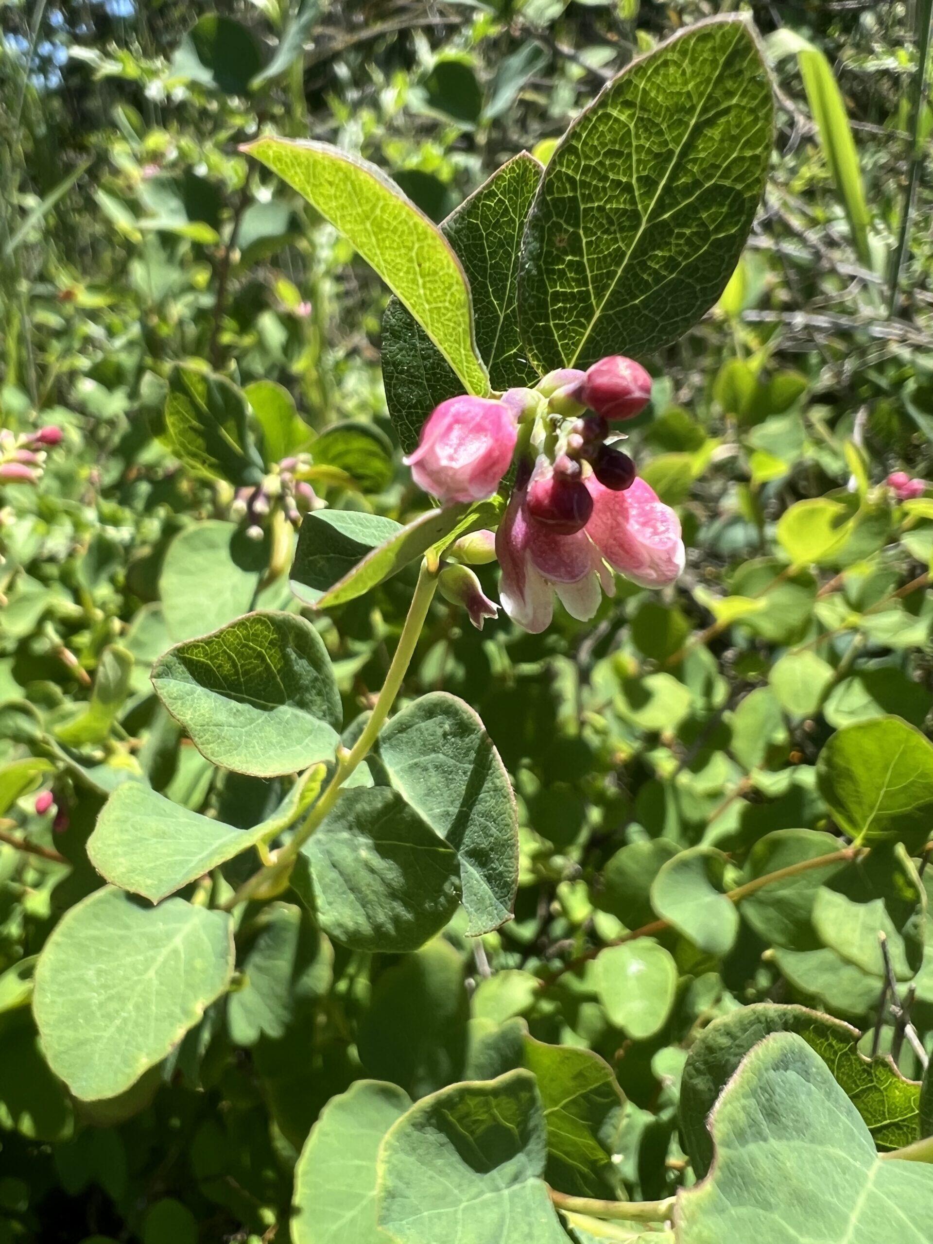 Growing native plants* | OSU Extension Service