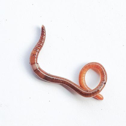 Invasive jumping worms disrupt Oregon soils and ecosystems | OSU ...